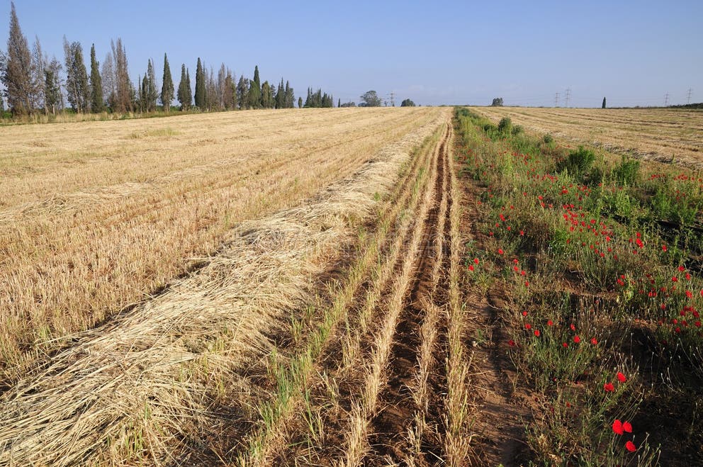 View on Field Whereupon Harvest Stock Photo - Image of vista, field ...