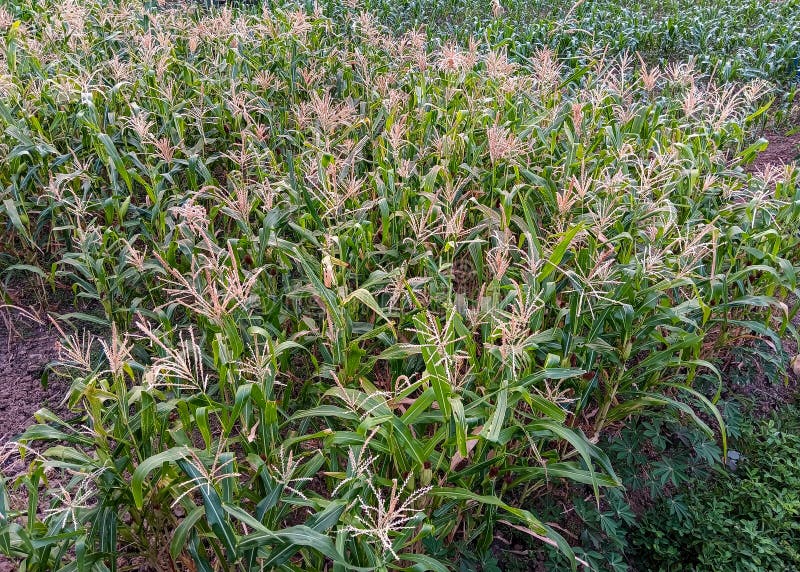 View of a Field of Young Corn Plants Stock Image - Image of crop ...