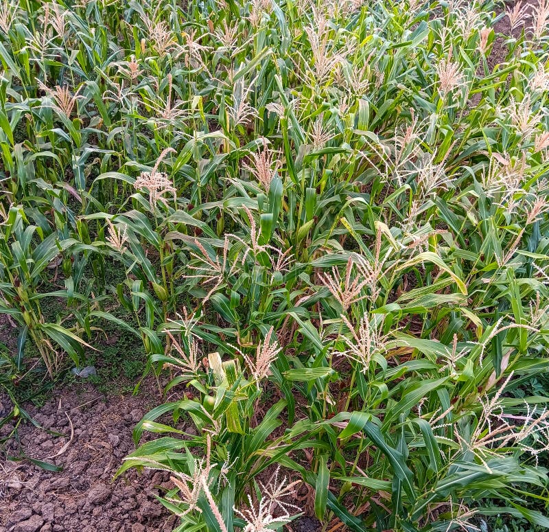 View of a Field of Young Corn Plants Stock Image - Image of vegetable ...