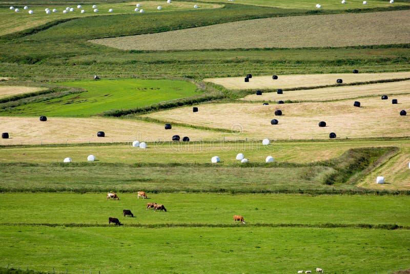 View of Fields and Cattle from Above Stock Image - Image of iceland ...