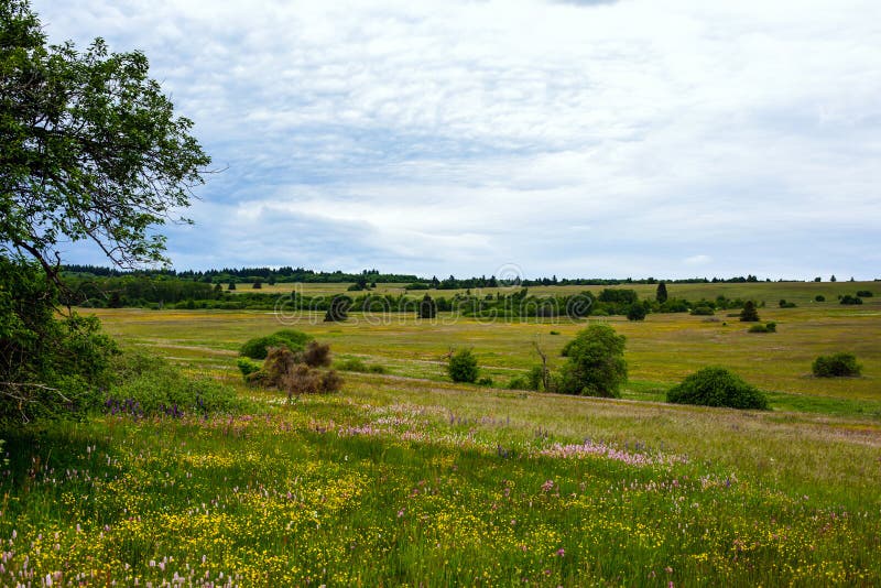 View of Fields and Meadow with Wildflowers Stock Photo - Image of ...