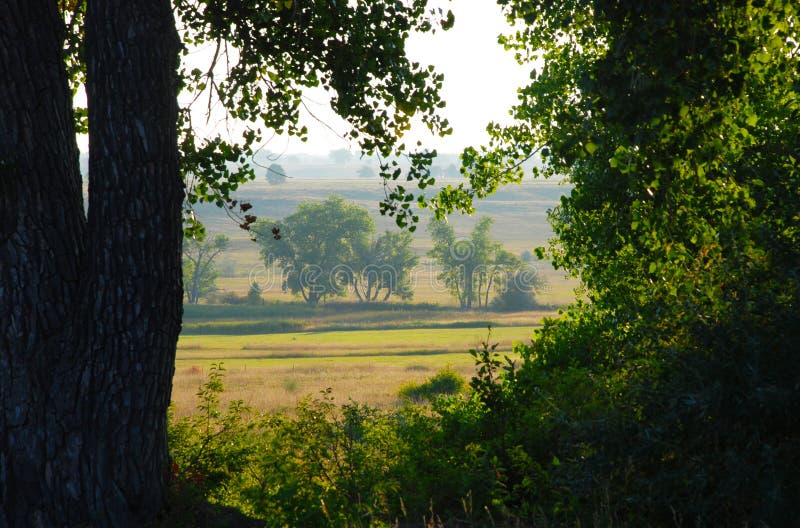 View of Fields and Prairie through Trees Stock Photo - Image of green ...