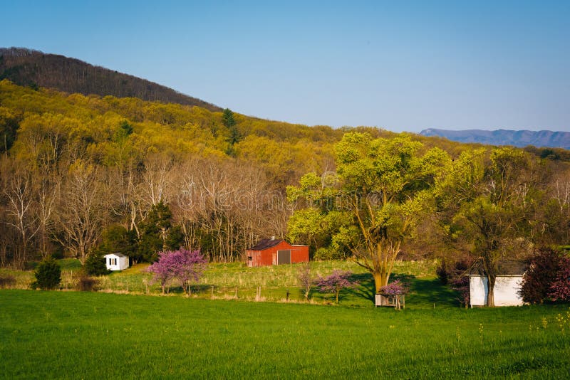 View of Fields and Spring Color in the Rural Shenandoah Valley O Stock ...