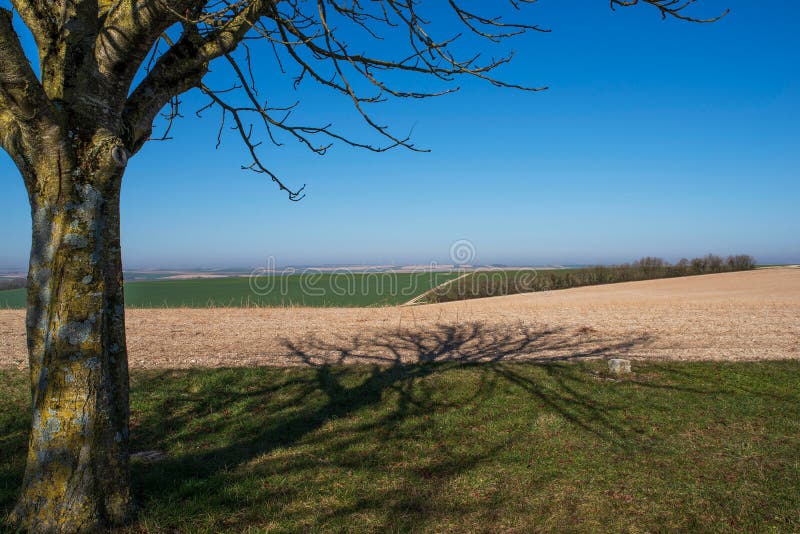 View of fields and a tree stock photo. Image of grass - 366051946