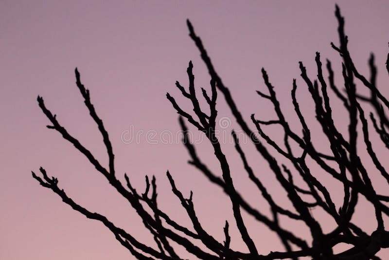 Fig tree silhouette stock photo. Image of branch, twig - 105961522