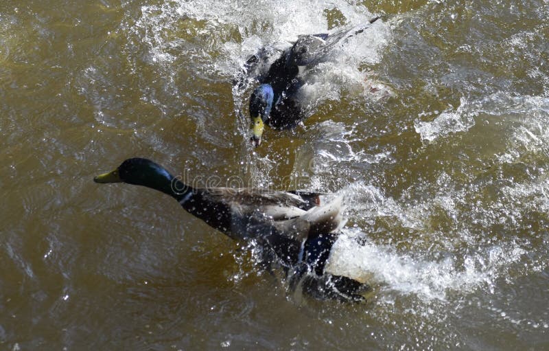 The View of Fight of Two Drakes in the Spring. Stock Photo - Image of ...