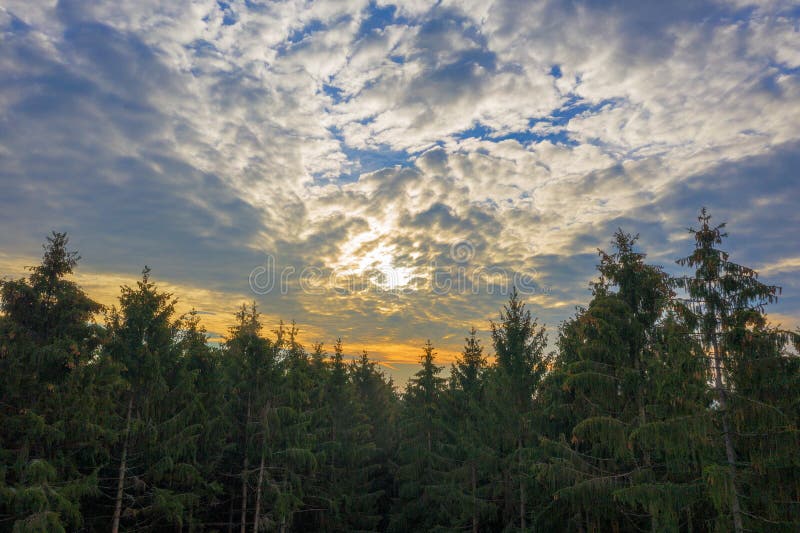 Fir Tree Tops at Sunset with Clouds in the Sky Stock Image - Image of ...