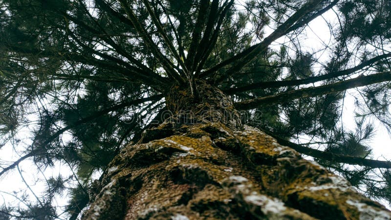 The View of the Fir Trees from Below Looks Very Beautiful Stock Image ...