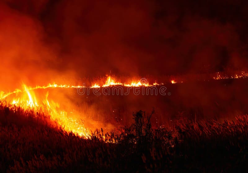 View of Fire Burning Grass and Trees at Night Stock Image - Image of ...