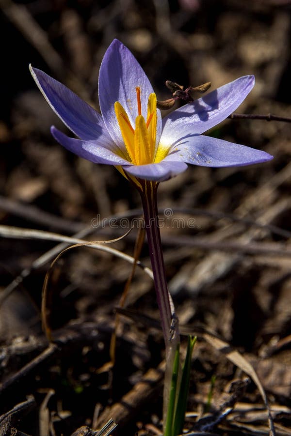 View of the First Spring Flower Stock Photo - Image of saffron, park ...