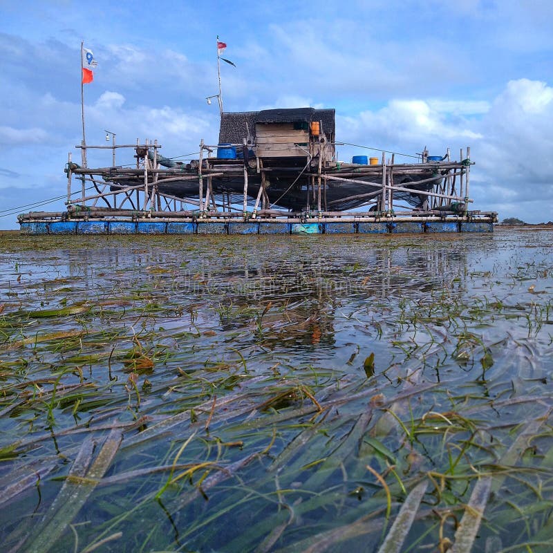 View of the Fish Chart at Low Tide Stock Photo - Image of fish, chart ...