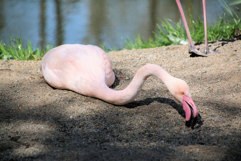 A view of a Flamingo stock photo. Image of wildlife - 261789080