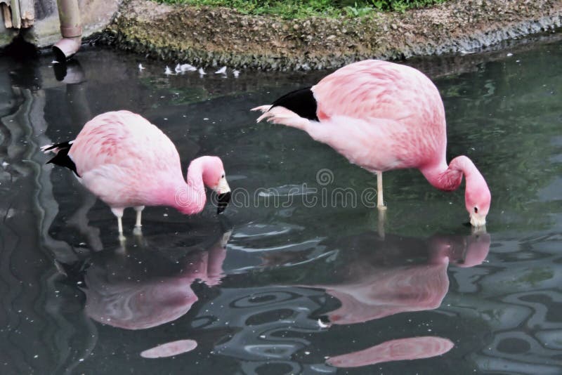 A view of a Flamingo stock photo. Image of nature, view - 187787420