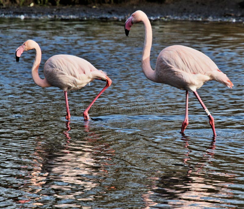 A view of 2 Flamingos stock photo. Image of flamingo2 - 159676756