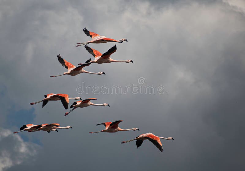 View of the Flock of Flamingos in Flight Stock Image - Image of wing ...