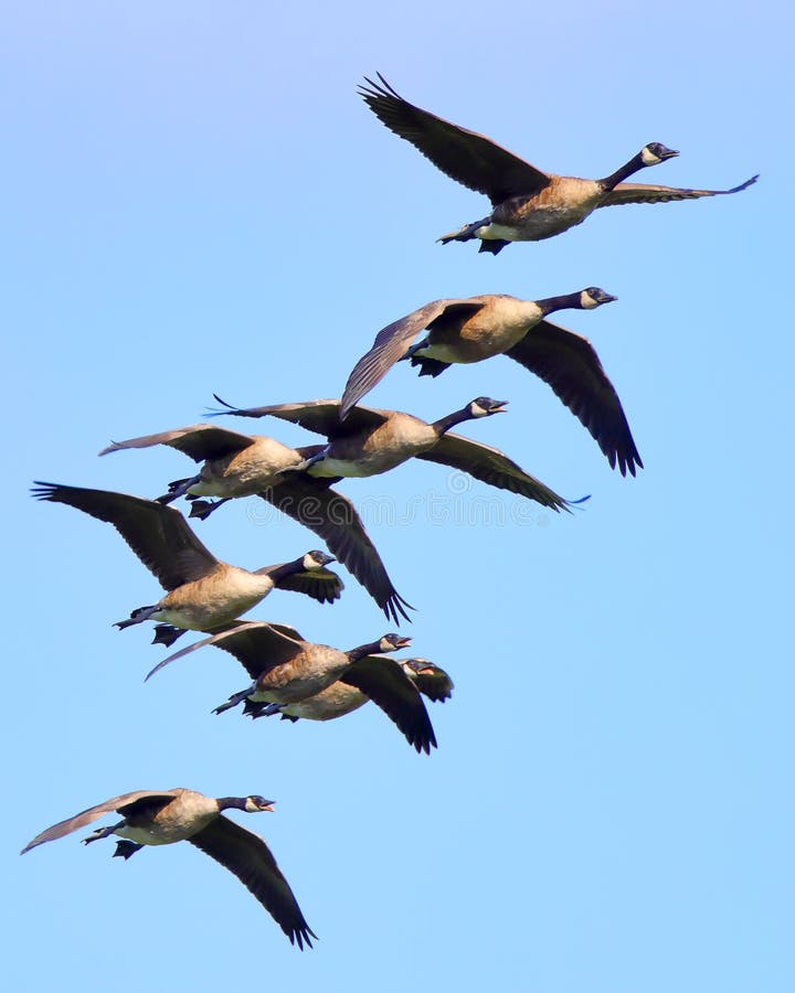 View of Flock of Geese in Background of Blue Sky Stock Image - Image of ...