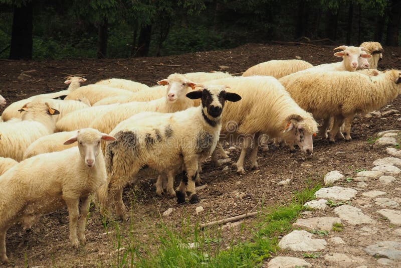 View of Flock of Sheep in Forest Stock Photo - Image of looking, sheep ...