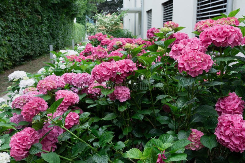 View of the Flowering Bushes of Pink and White Hydrangea in the ...