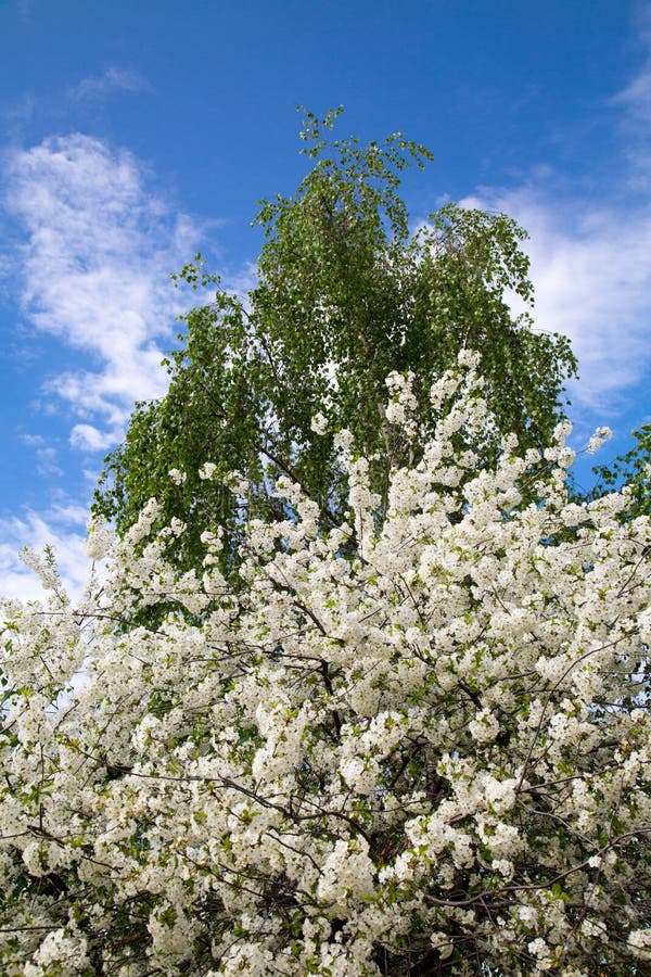 Cherry birch tree stock photo. Image of green, cherry - 21041840