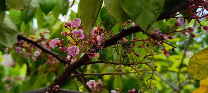 Flowering Starfruit Trees Tree Stock Photos - Free & Royalty-Free Stock ...