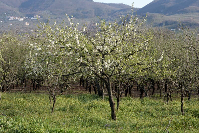 View of Flowering Tree,in Campania,Southern Italy,March 8,2021 Stock ...