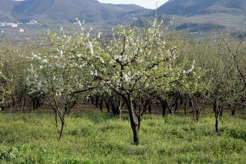 View of Flowering Tree,in Campania,Southern Italy,March 8,2021 Stock ...