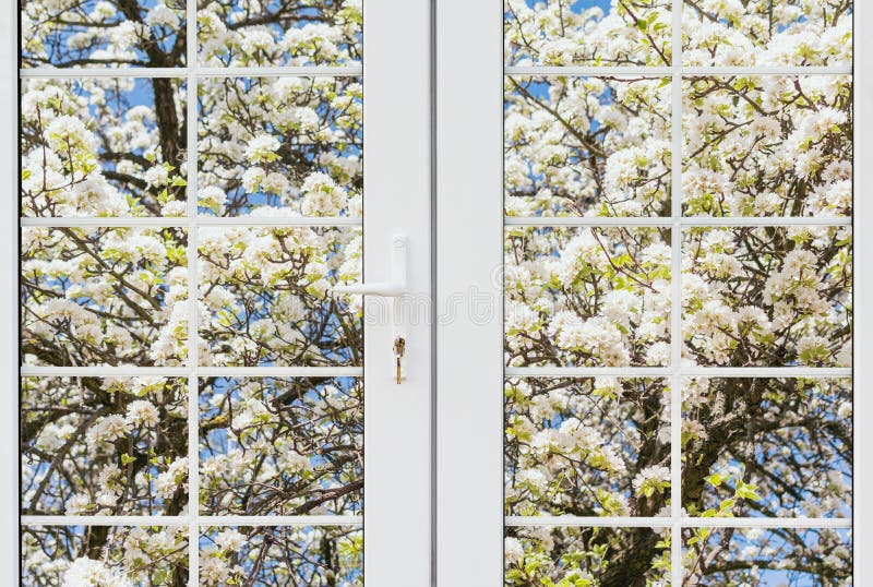 View of a Flowering Tree through the Window Stock Image - Image of ...