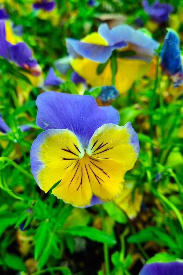 View of the Flowering Violet in the Garden in Summer Stock Image ...
