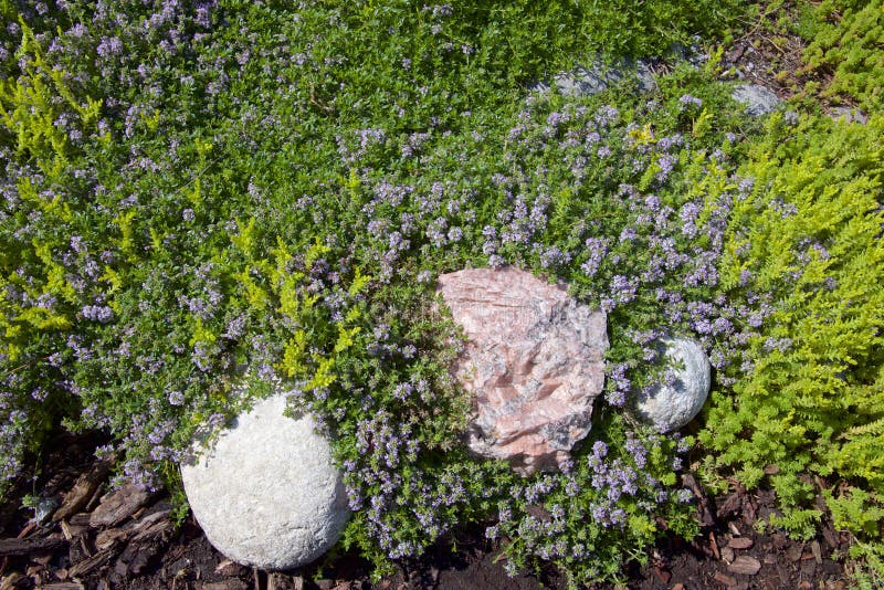 View of the Flowers of the Ground-cover Plants in the Garden Stock ...