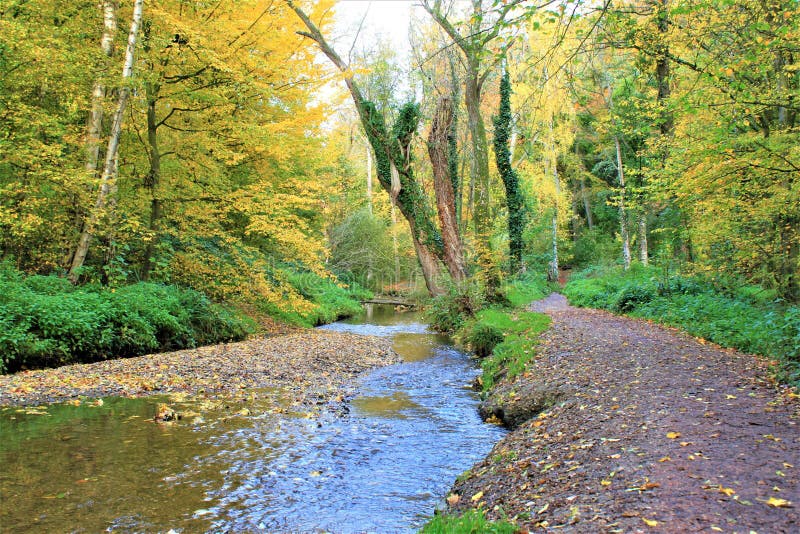 View of a Flowing River Downstream in a Forest with Autumn Leaves on ...