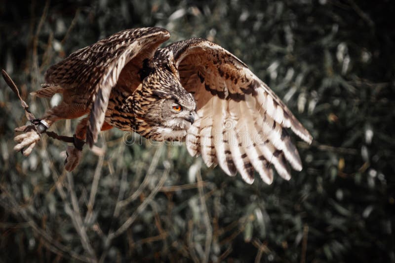 View of the Flying Falcon Bird Stock Photo - Image of bird, flight ...