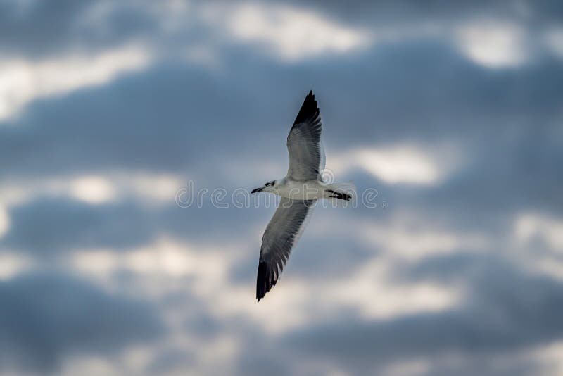 View of the Flying Seagull on a Blue Sky Background Stock Image - Image ...