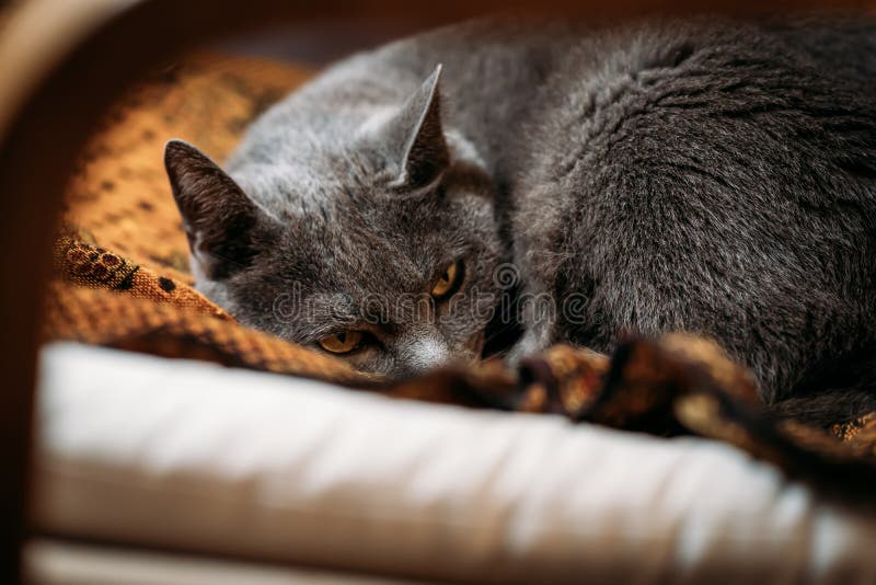 View of Focused Portrait of a Domestic Cat Stock Image - Image of ...