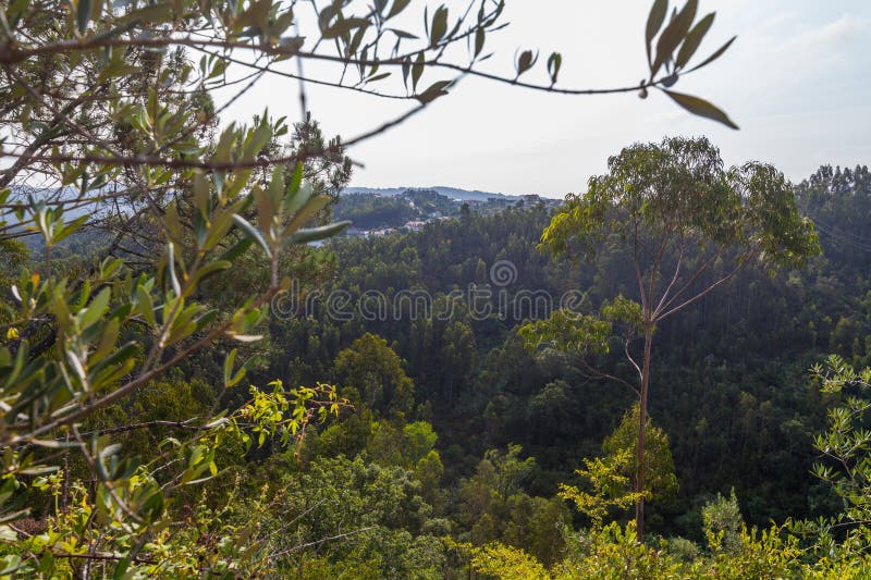 A View through Foliage and Branches Overlooking a Dense Forest Valley ...
