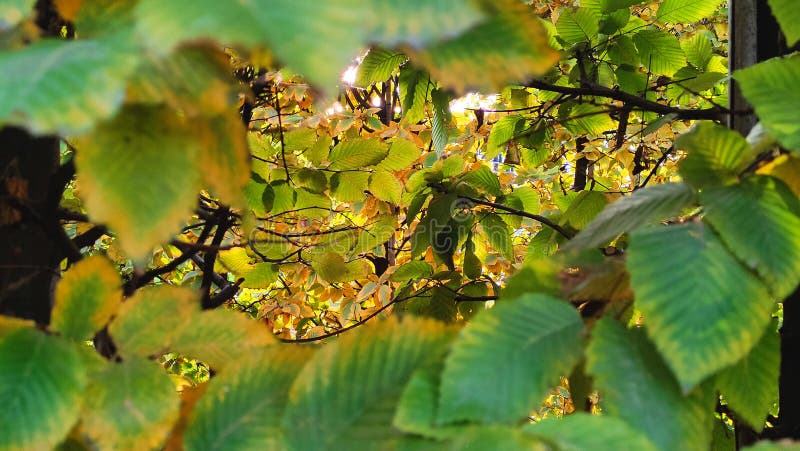 View through Foliage, Fall Foliage on Trees Stock Photo - Image of ...