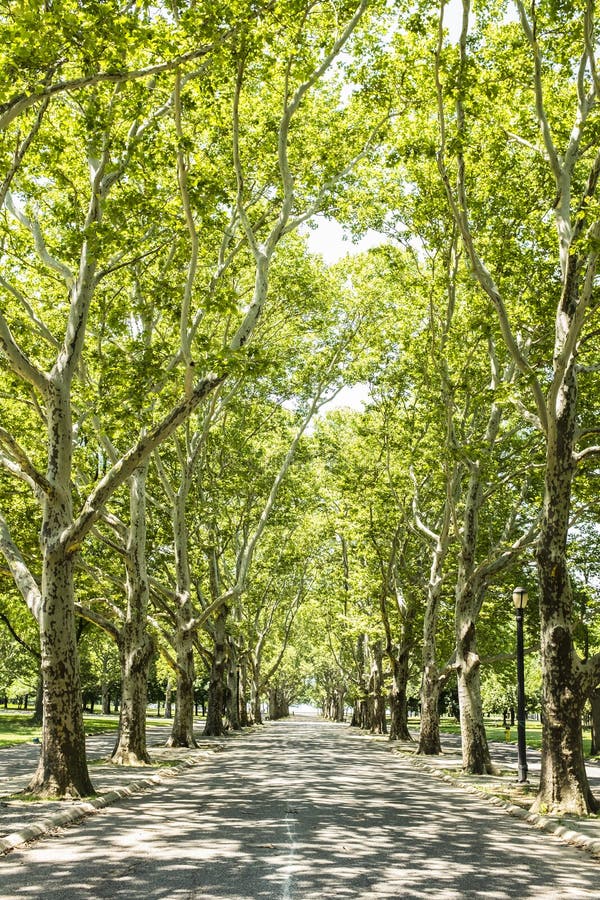 A Footpath in between Trees Stock Photo - Image of park, tunnel: 173058026