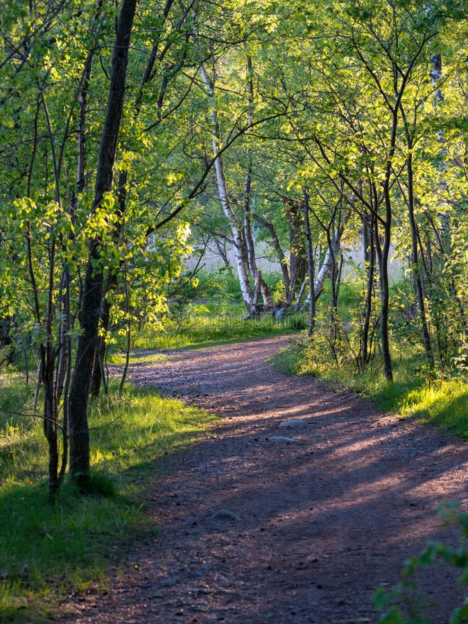 Footpath in the woods stock photo. Image of path, scene - 21254570