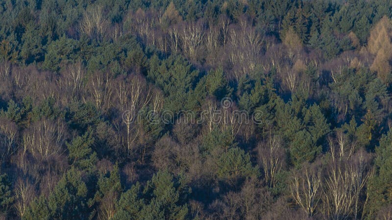 View of the Forest from Above from a View Point Stock Image - Image of ...