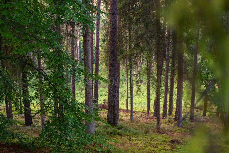 View at the Forest. Background of Green Forest at Evening Light Stock ...