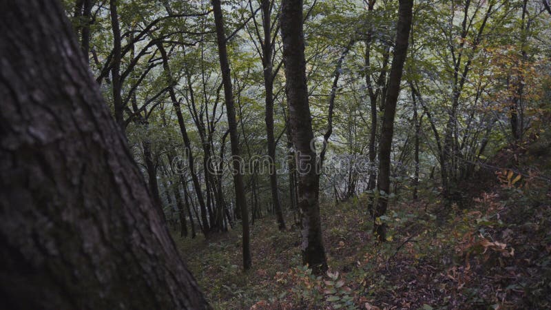 View of the Forest from Behind a Tree. the Camera Hides Behind a Tree ...