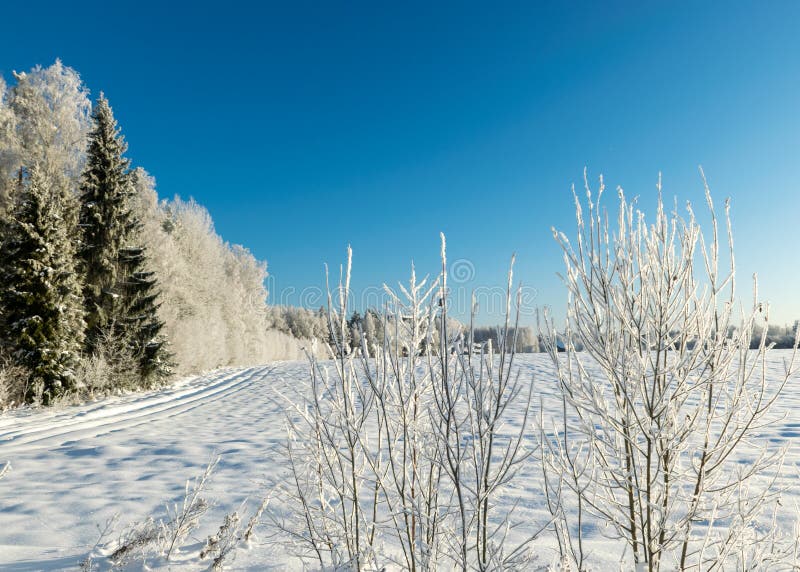 View of the Forest after a Blizzard, Frost on Tree Branches, White ...