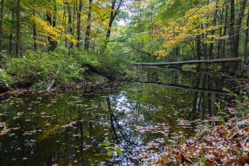 View of Forest in Fall Season with Reflection of Trees in the River ...