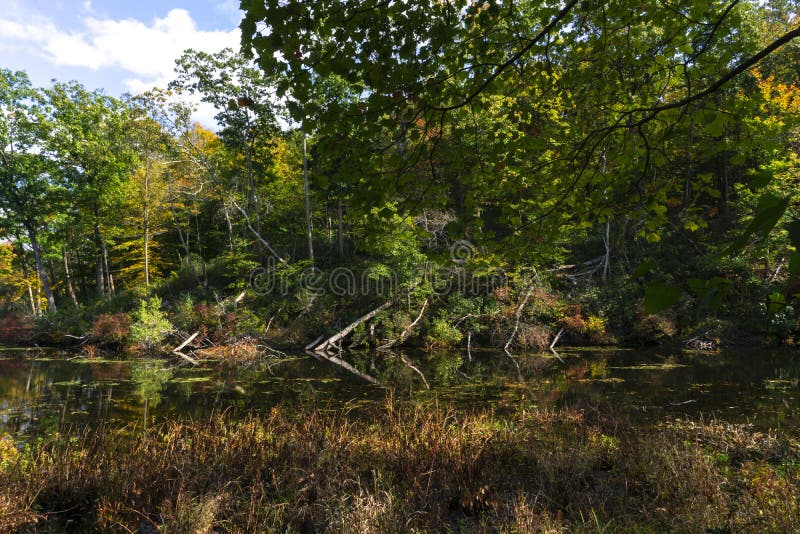 View of Forest in Fall Season with Reflection of Trees in the Wetland ...