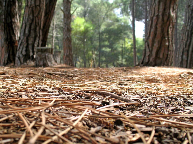 View from the forest floor stock photo. Image of pine - 2359646