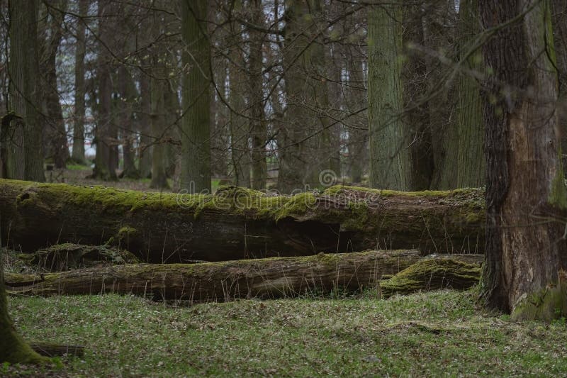 A View of a Forest Floor Features Several Large, Fallen Logs Covered in ...