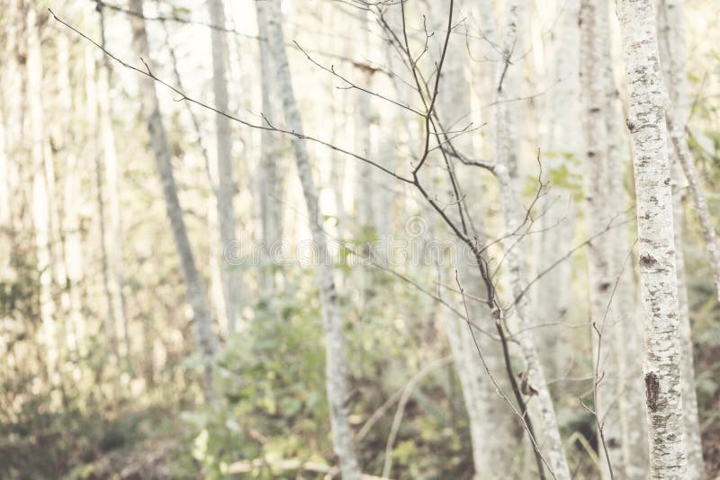 Red Alder trees stock image. Image of lake, damp, outdoors - 178014251