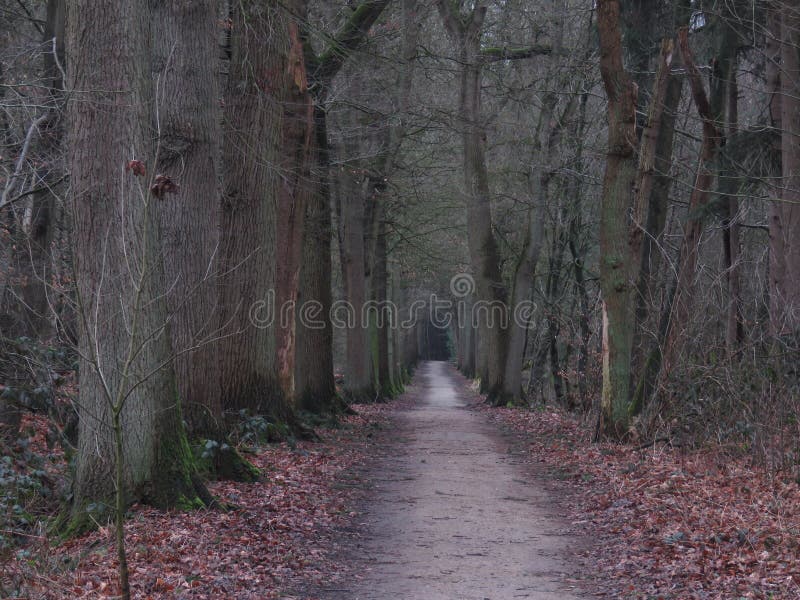 A view in the forest stock image. Image of view, path - 125597133