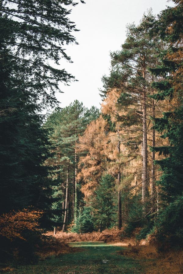 View of the Forest with High Green Trees Under the Sun Light. Stock ...