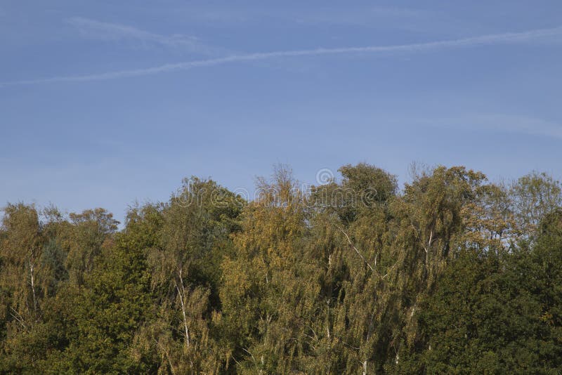 Woods in Kent UK stock photo. Image of foliage, meadows - 123297076