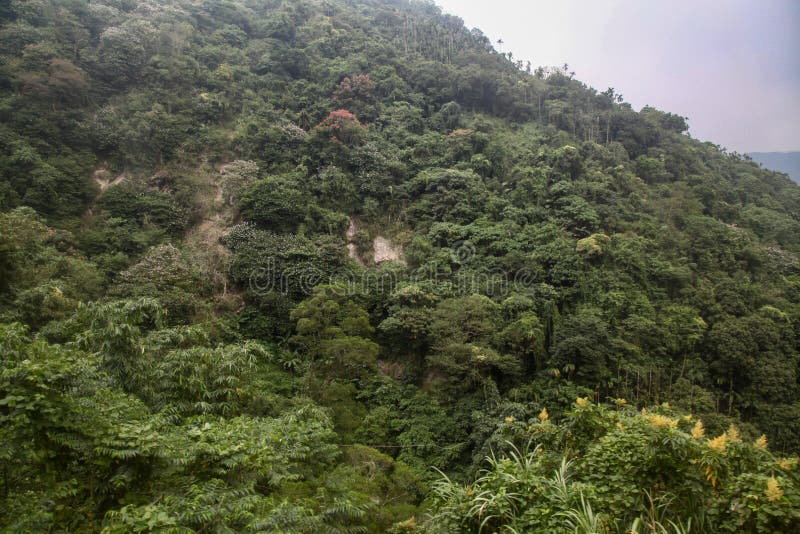 View of Forest and Mountain in National Park in Taiwan Stock Image ...
